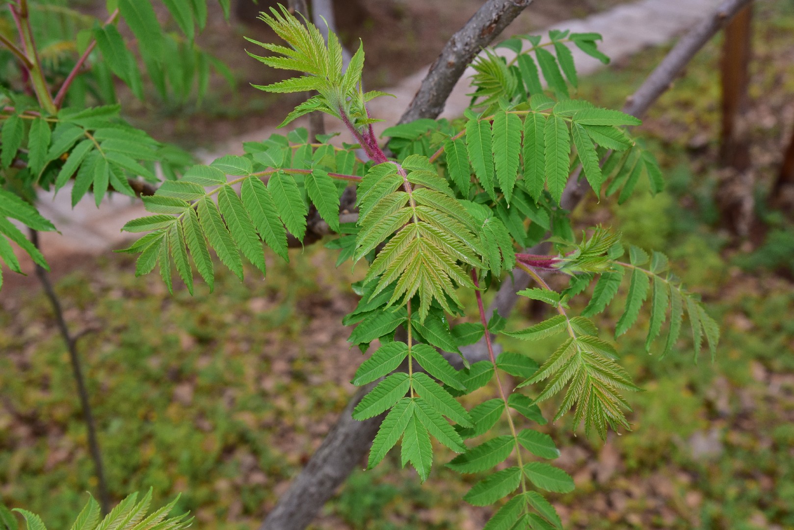 Sicilian sumac (Rhus coriaria) Flower, Leaf, Care, Uses - PictureThis