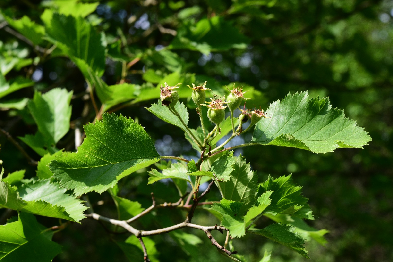 Aubépine écarlate (Crataegus coccinea) - PictureThis