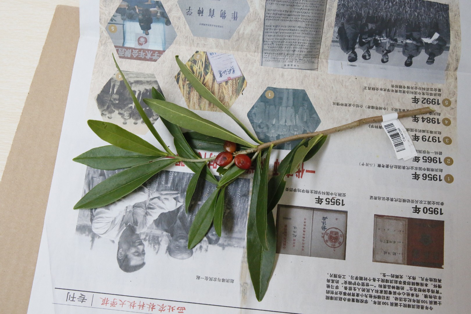 How to Plant and Grow Giraldi daphne(Daphne giraldii)