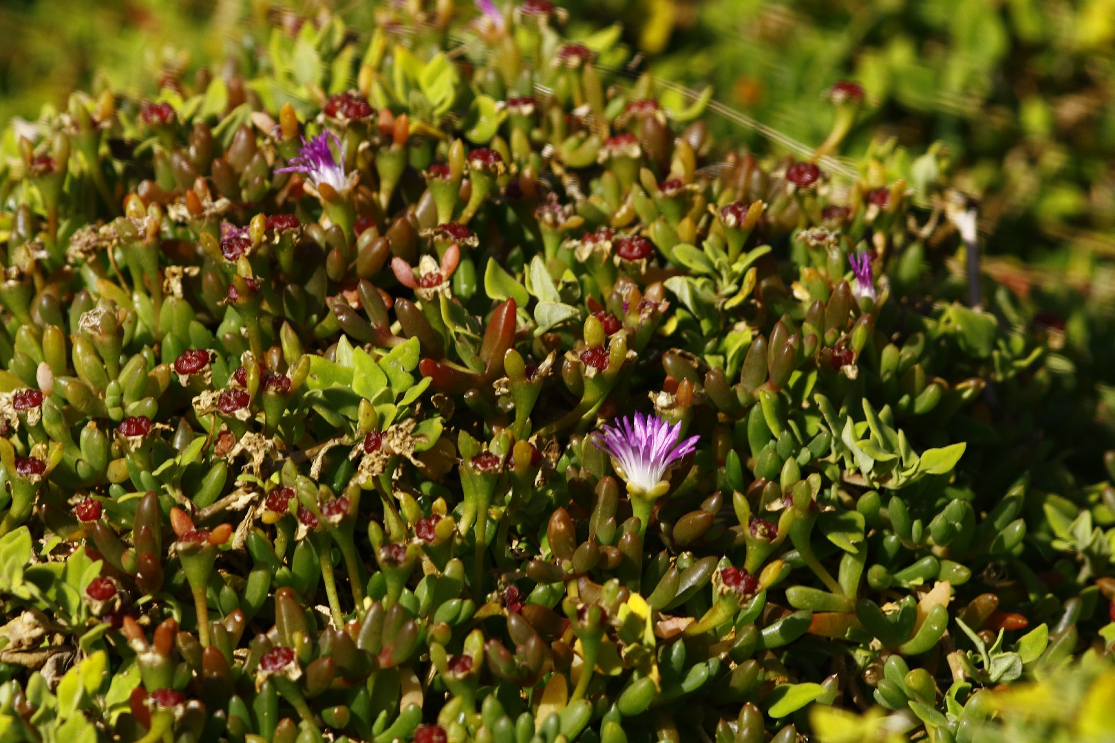 Cabellera de la reina (Disphyma crassifolium) - PictureThis