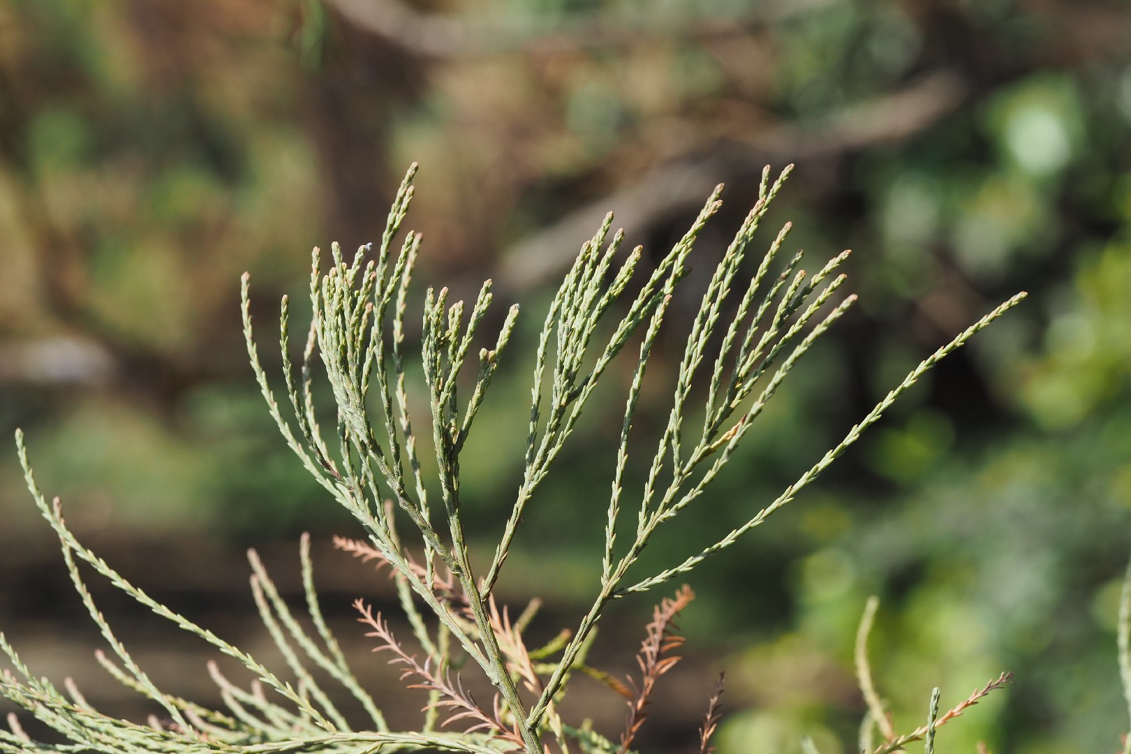 How to Plant and Grow Chinese water fir(Glyptostrobus pensilis)
