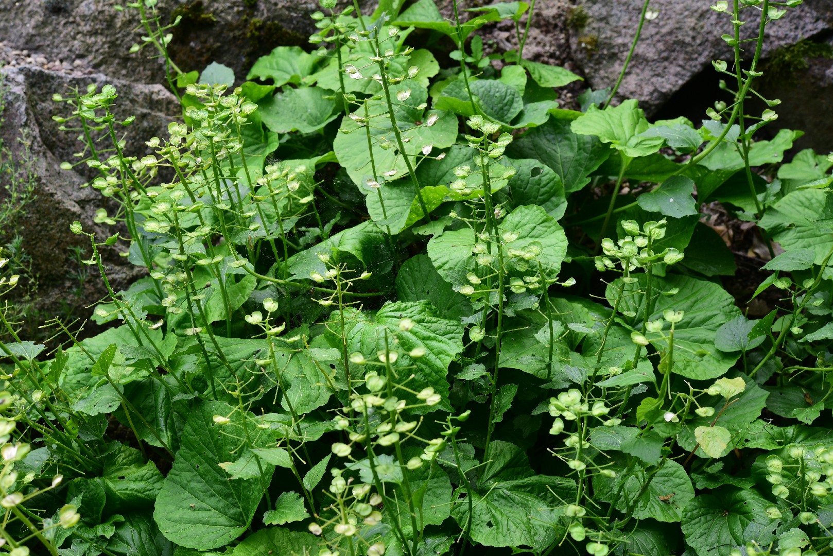 Caucasian penny-cress (Pachyphragma macrophyllum) Flower, Leaf, Care ...