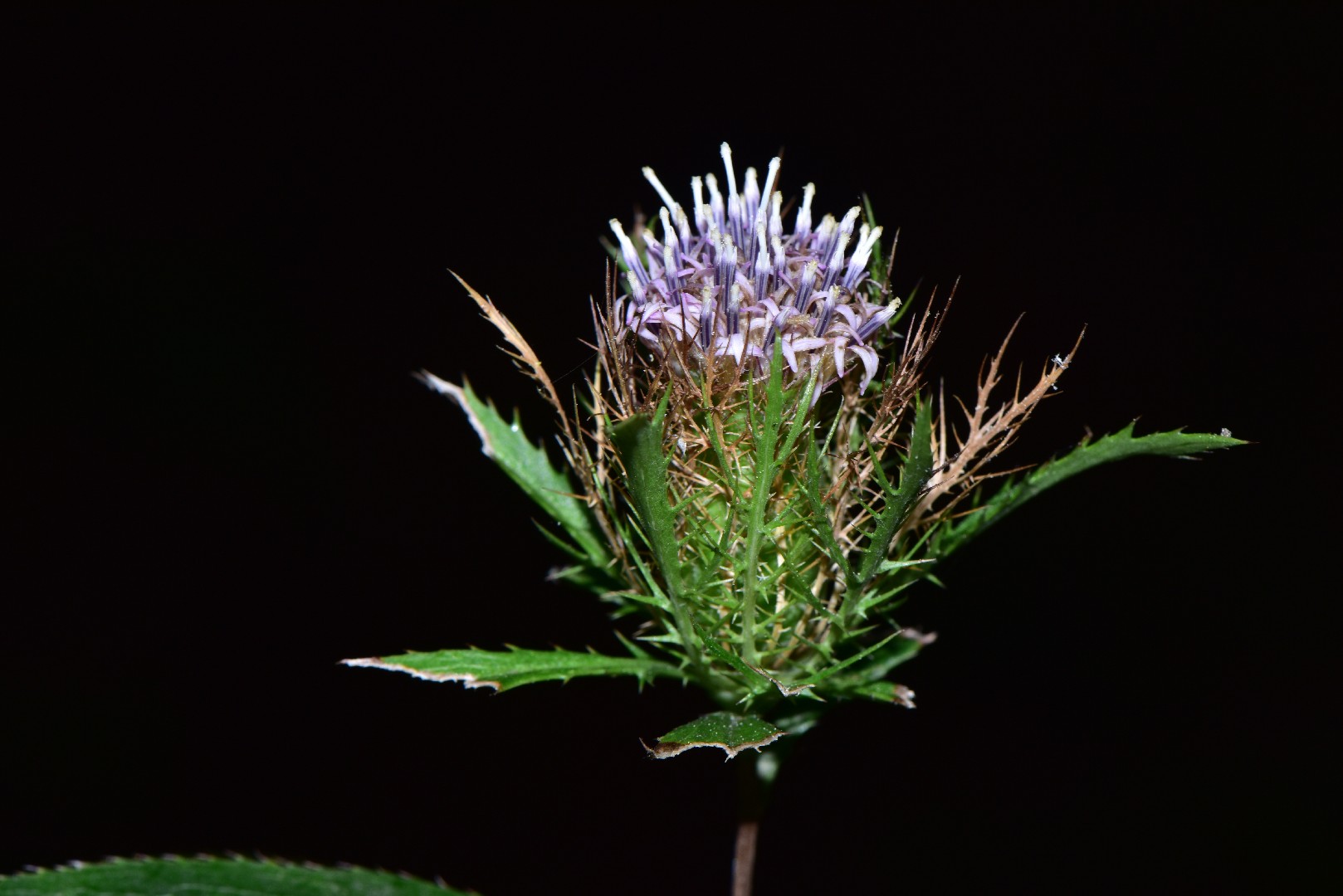 Atractylodes Care (Watering, Fertilize, Pruning, Propagation) - PictureThis