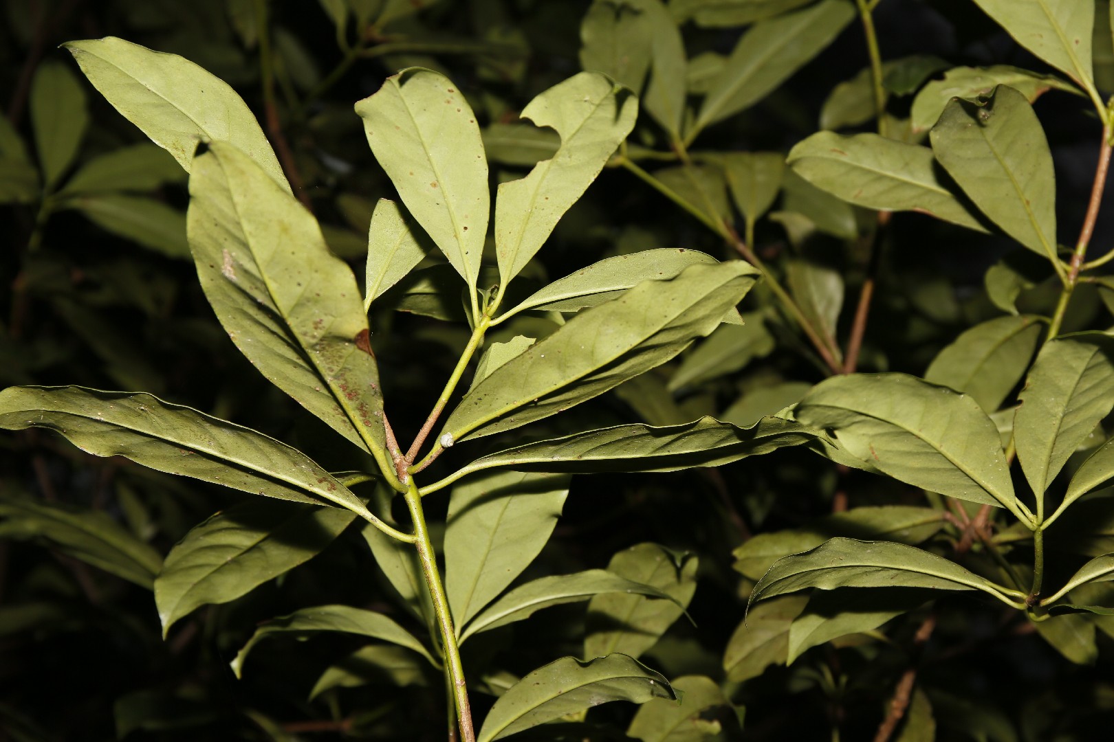 일리시움 시몬시 (Illicium simonsii) - PictureThis
