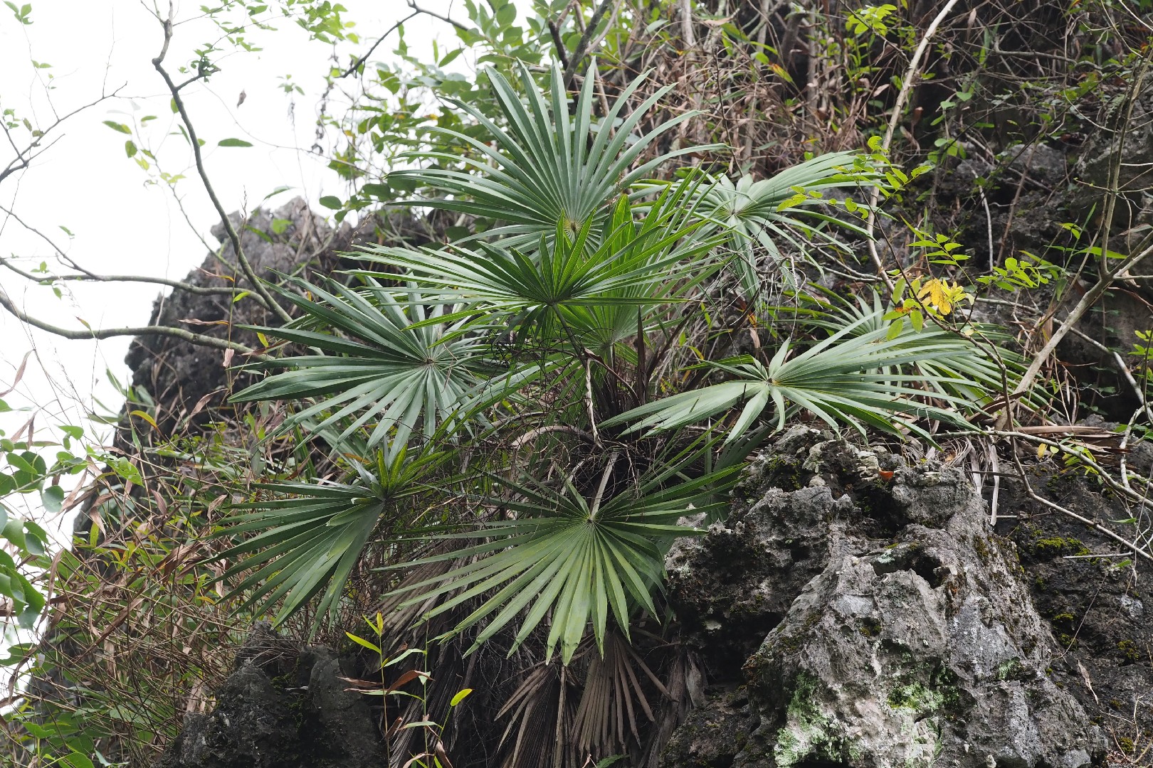 Guihaia Care (Watering, Fertilize, Pruning, Propagation) - PictureThis