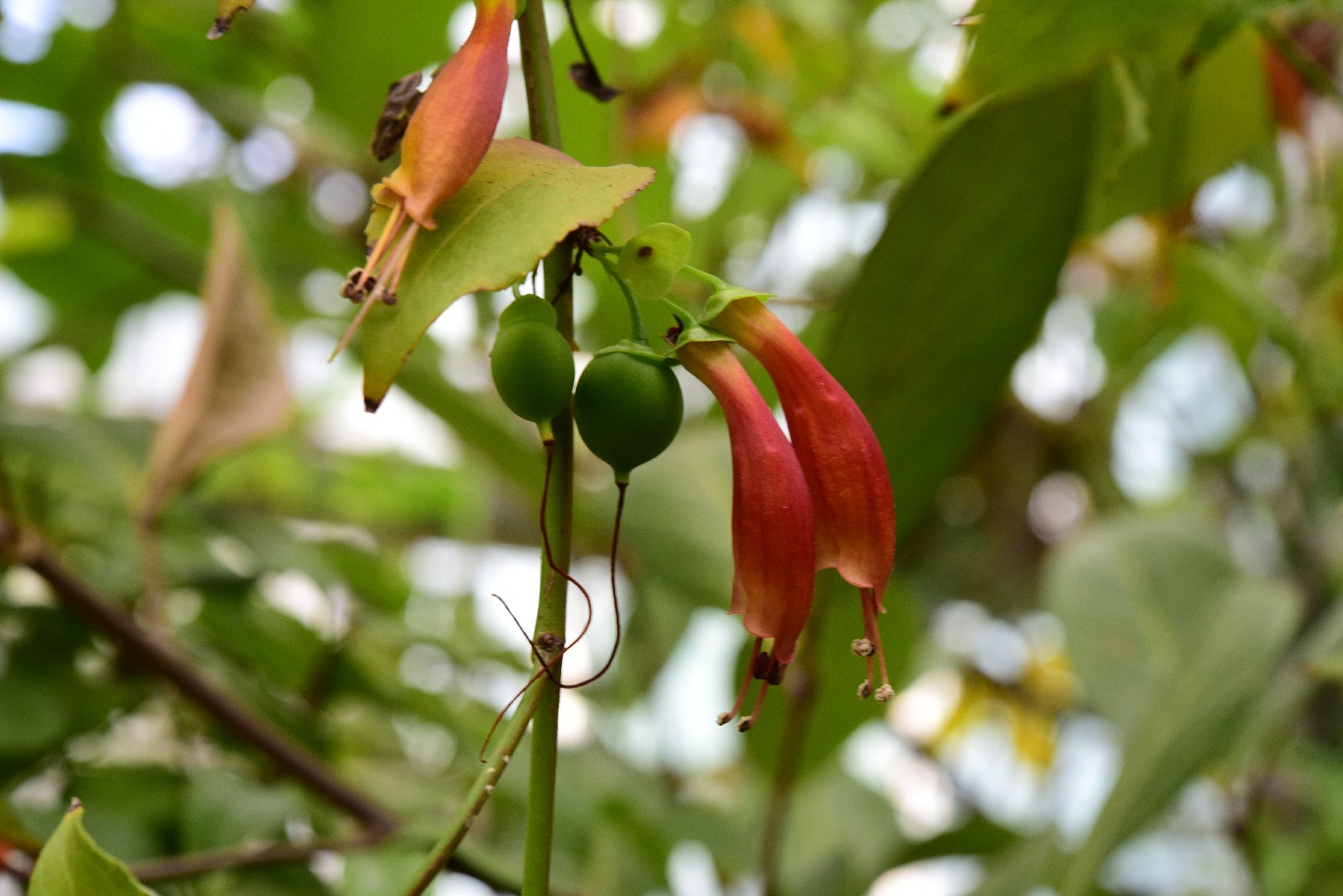 Halleria lucida - PictureThis