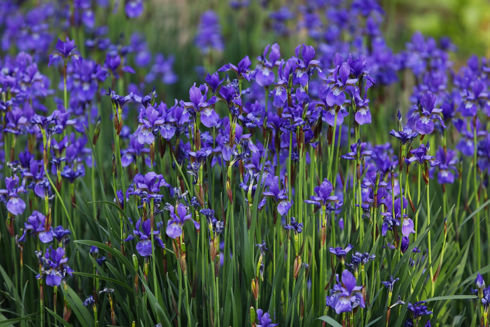 Iris lactea - PictureThis