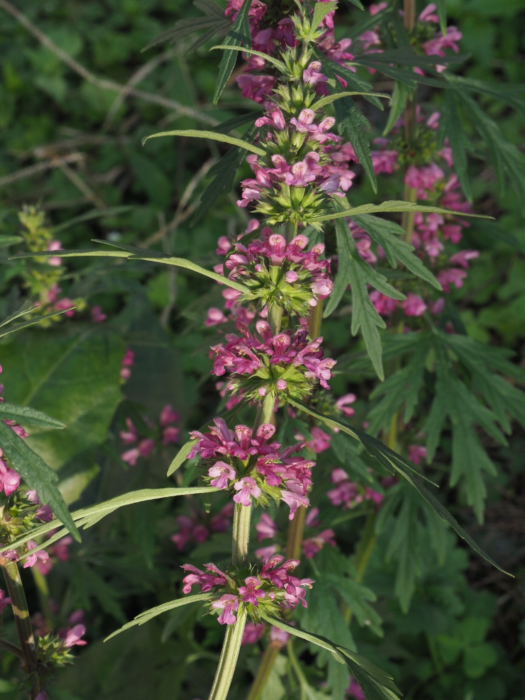 Leonurus japonicus - PictureThis