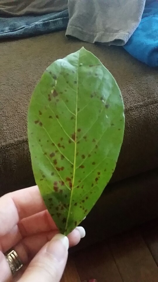 Diseases Of Black Gum Trees - Infoupdate.org