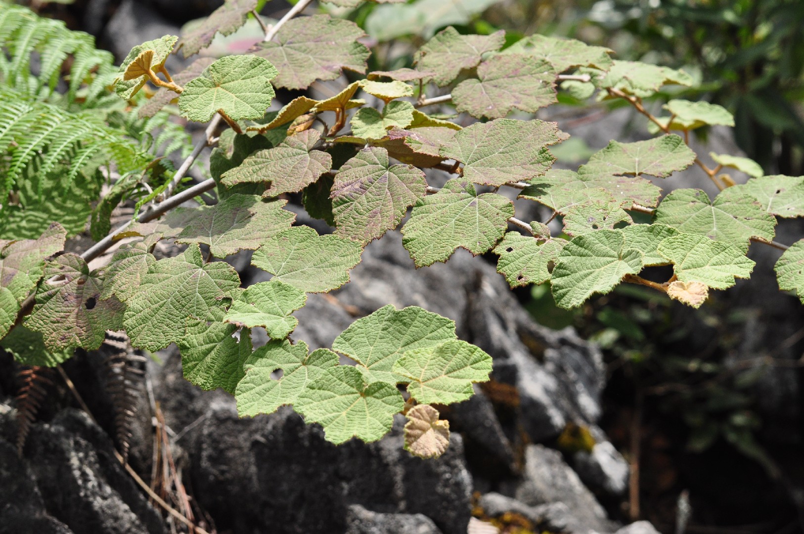 Rubus irenaeus - PictureThis