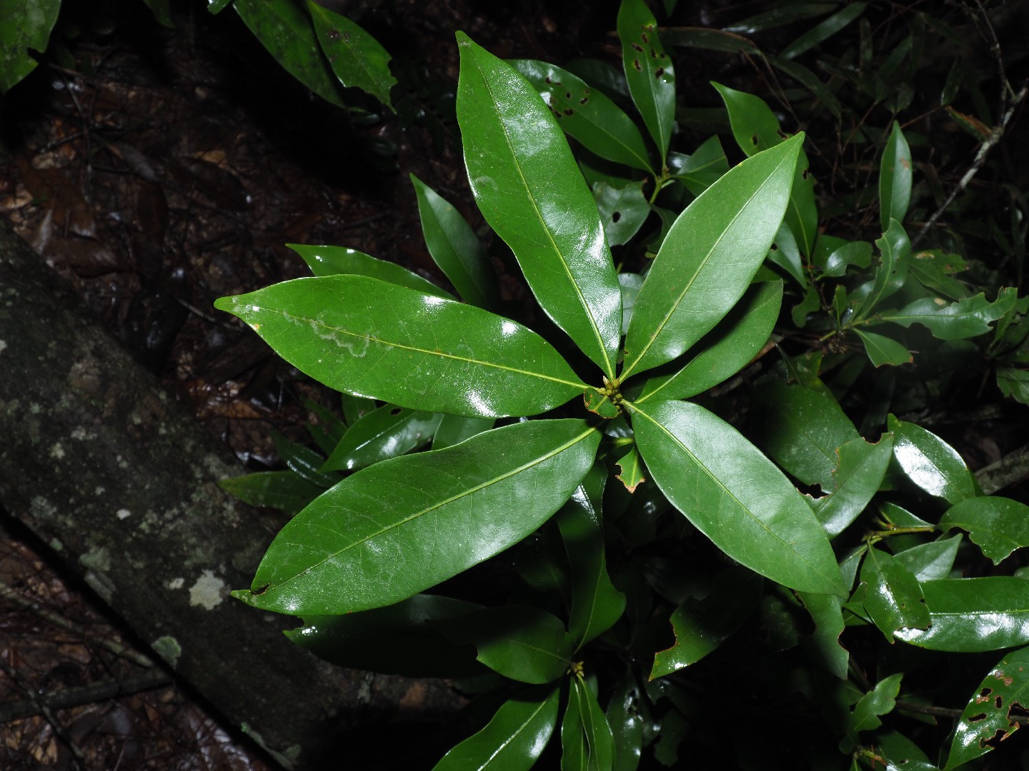 Lithocarpus hancei - PictureThis