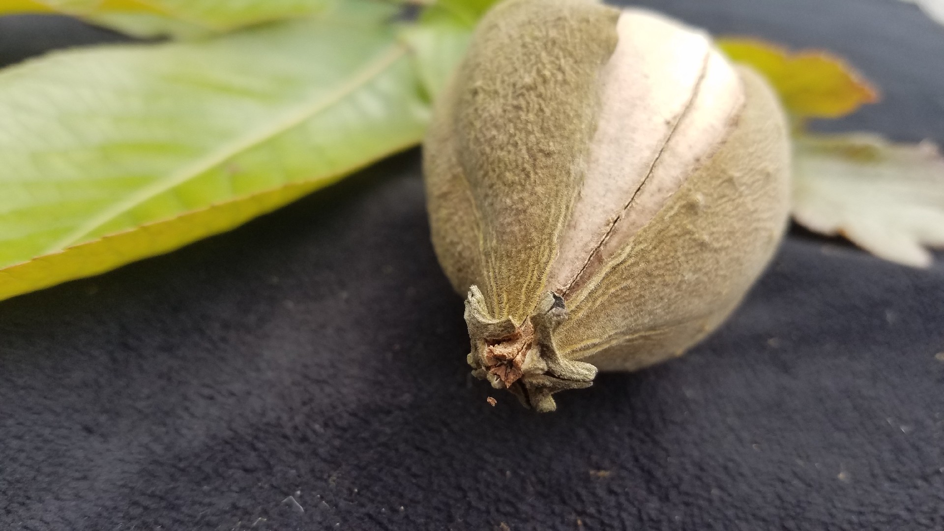 Itoa orientalis - PictureThis