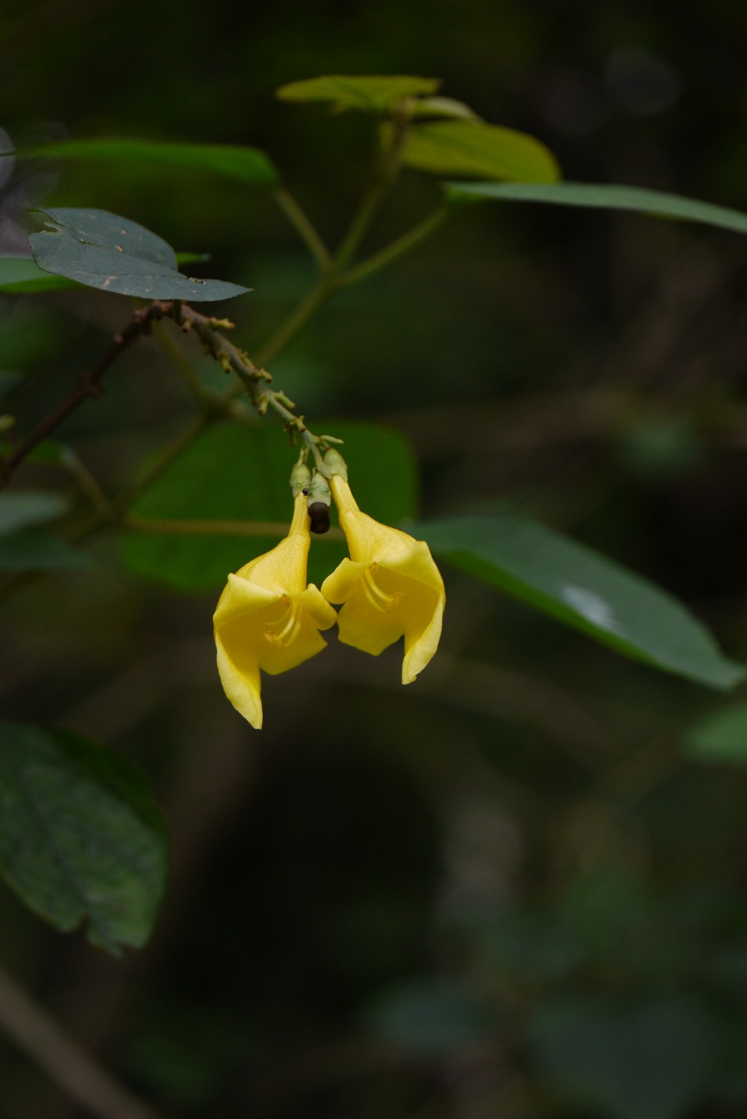 Gmelina asiatica - PictureThis