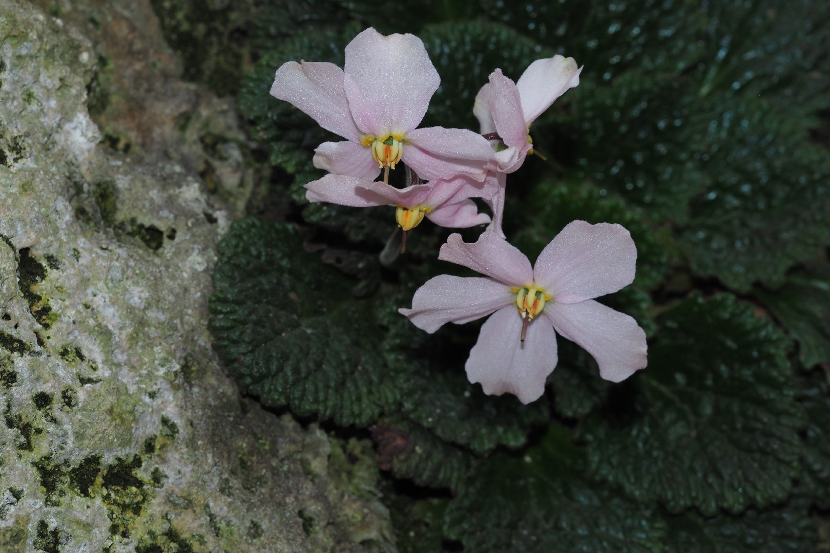 Ramonda nathaliae - PictureThis