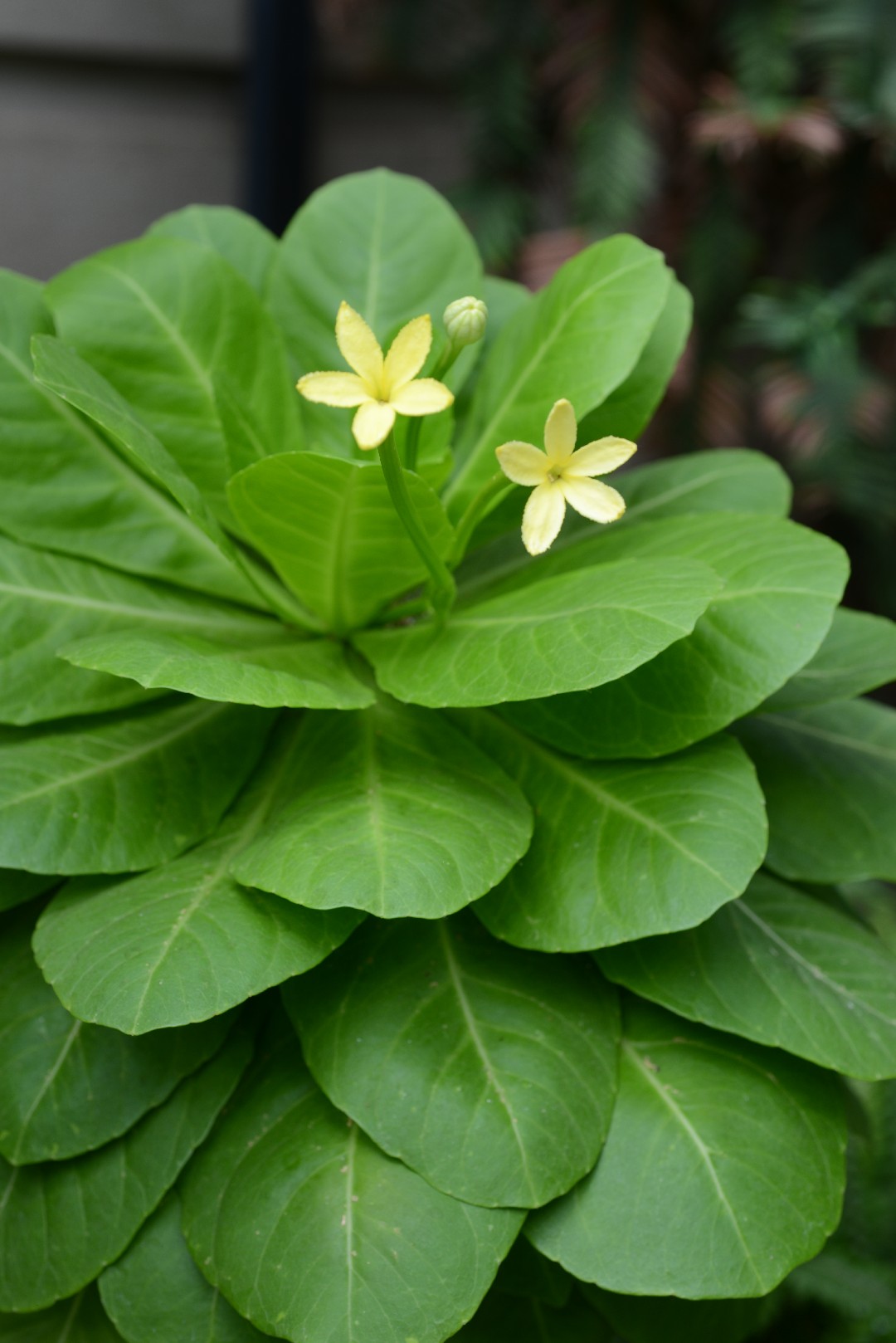 Бригамия замечательная (Brighamia insignis) - PictureThis