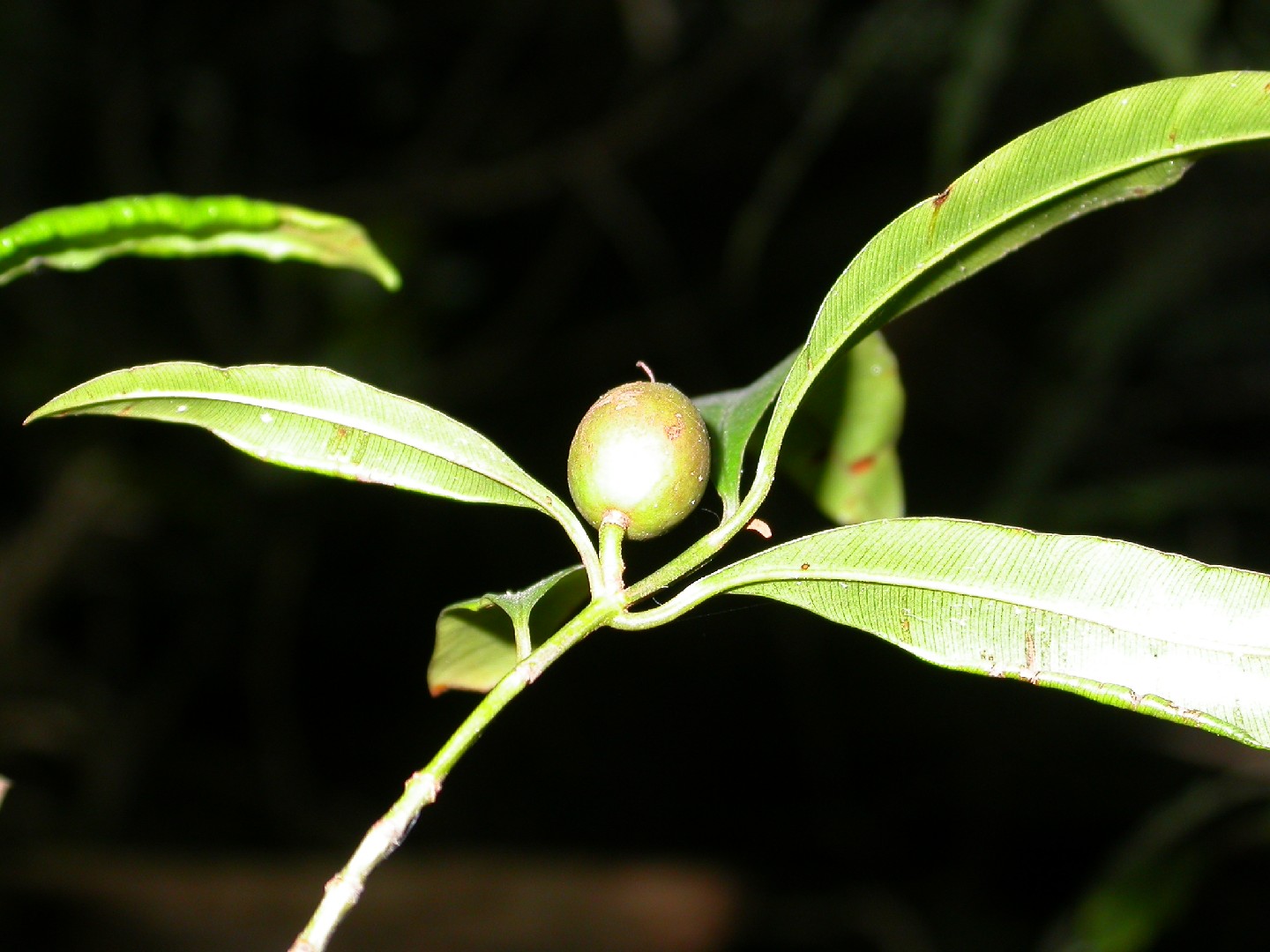 Radix calophyllum (Calophyllum membranaceum) Flower, Leaf, Care, Uses ...