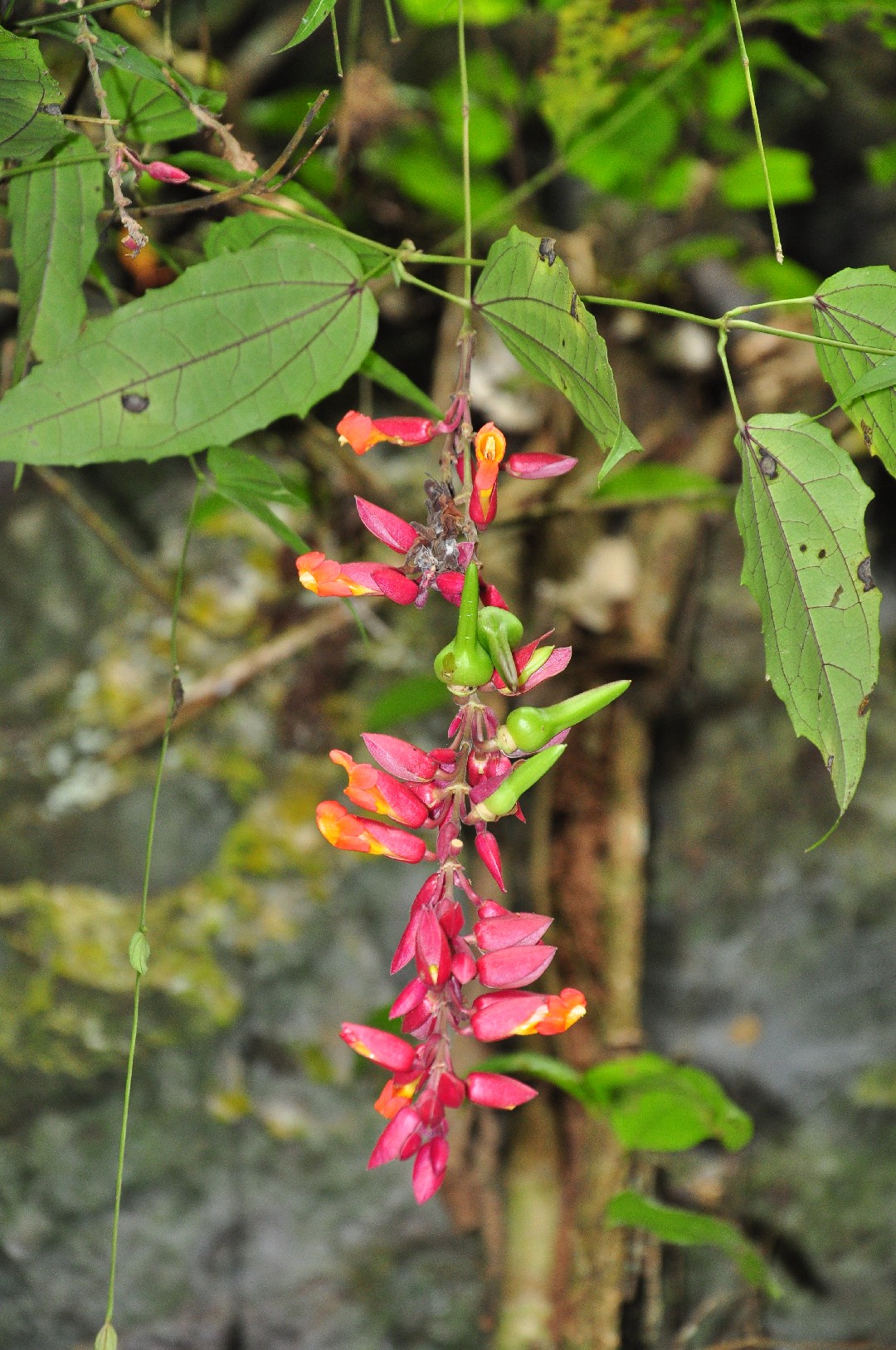 Scarlet clock vine (Thunbergia coccinea) Flower, Leaf, Care, Uses ...