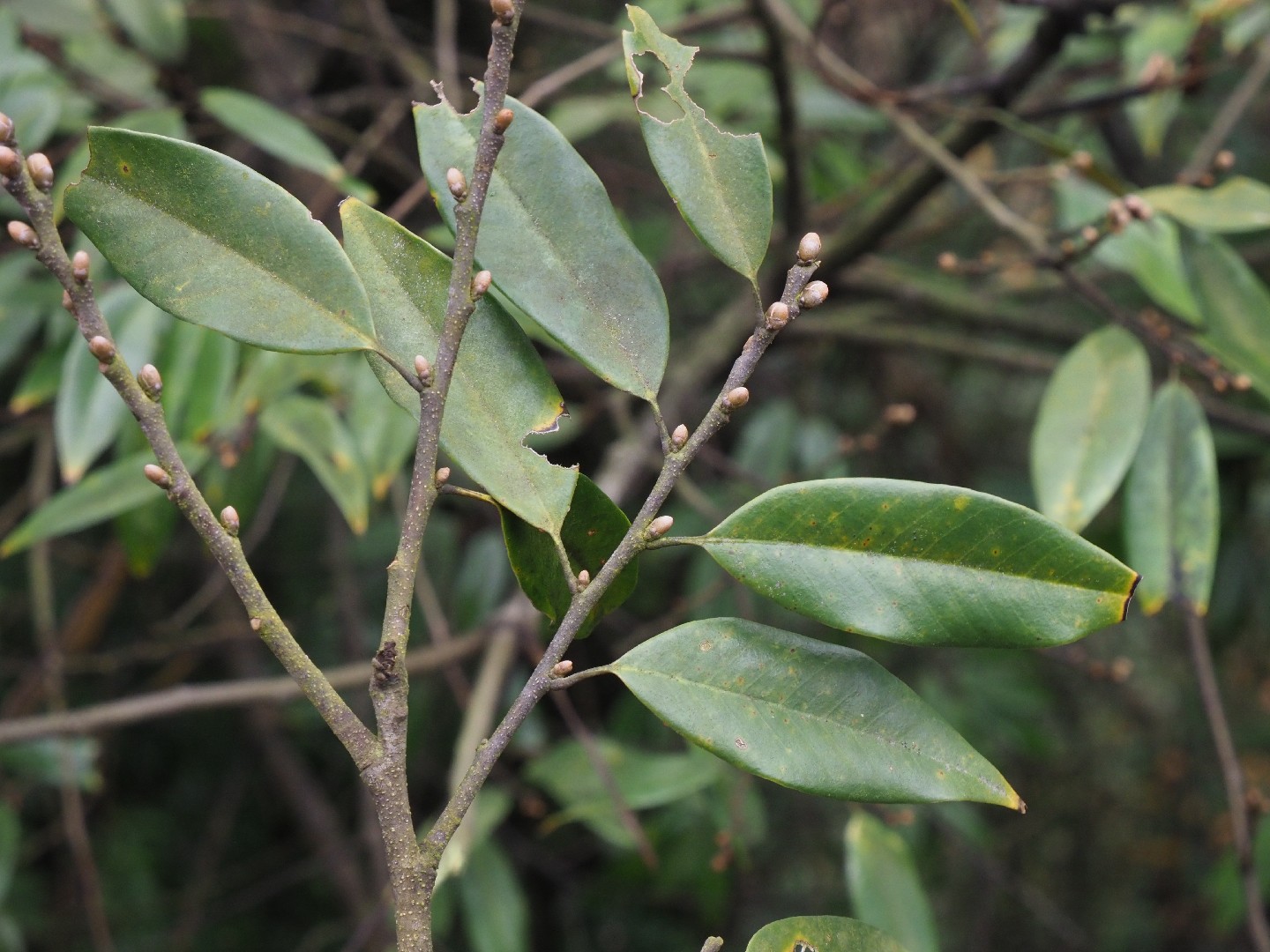 Castanopsis cinese (Castanopsis chinensis) - PictureThis