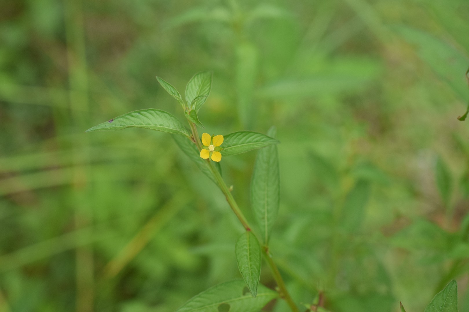 Ludwigia Hyssopifolia Powo