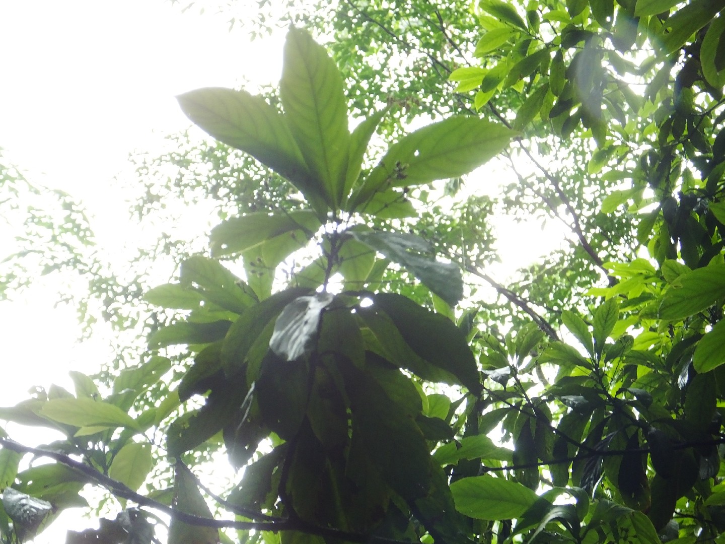 Machilus japonica Flower, Leaf, Care, Uses - PictureThis