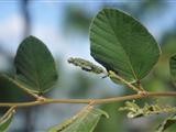 Salparni Care (Watering, Fertilize, Pruning, Propagation) - PictureThis