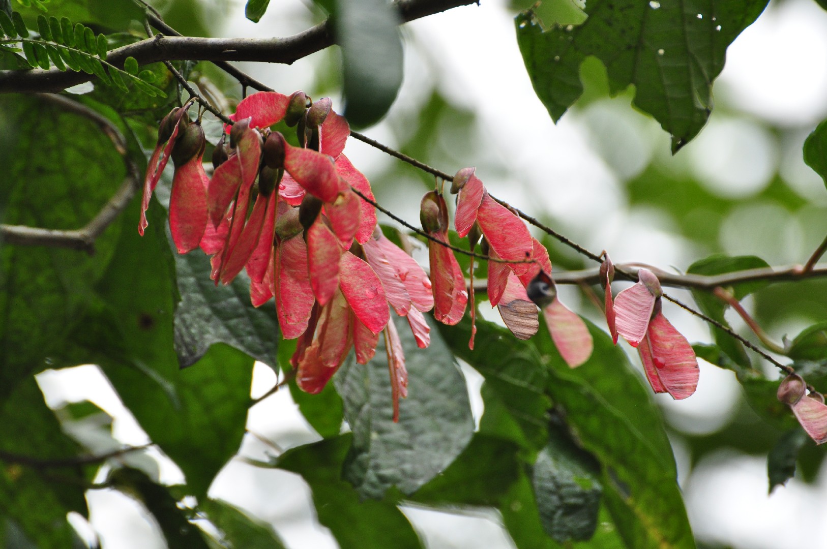 Pterolobium punctatum Verzorging(Stekken, Bemesten, Ziekten en Plagen ...