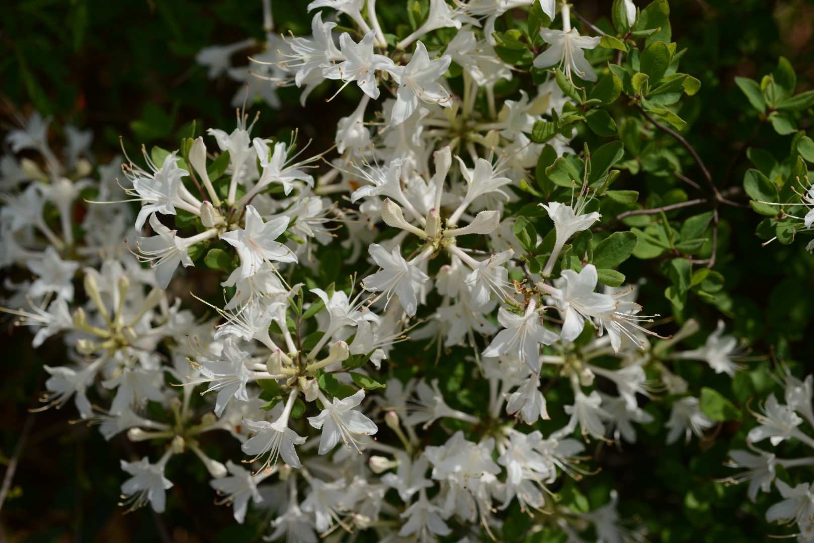 Rhododendron atlanticum - PictureThis