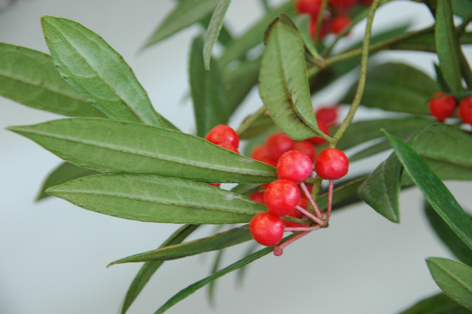 자금우속 (Ardisia) - PictureThis