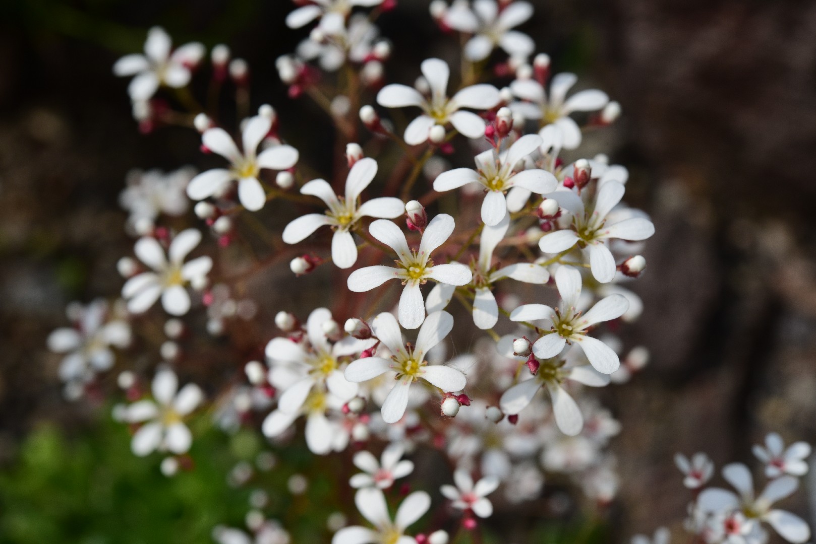 Pyramidal saxifrage (Saxifraga cotyledon) Flower, Leaf, Care, Uses - PictureThis