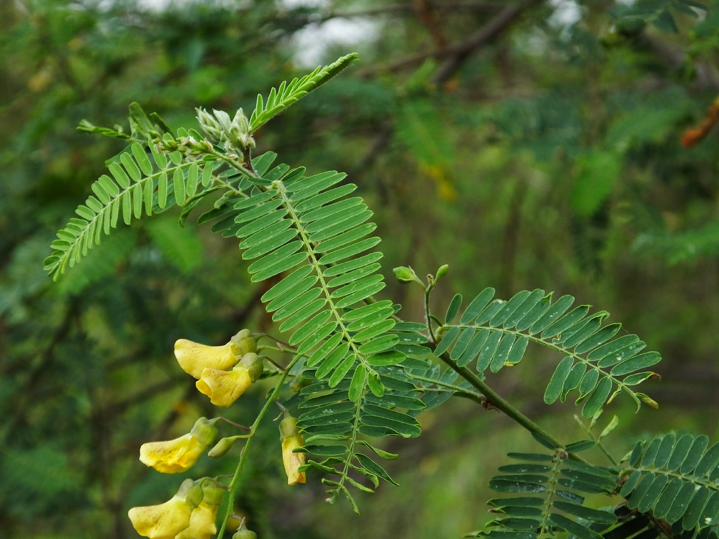 Sesbania Flower, Leaf, Care, Uses - PictureThis