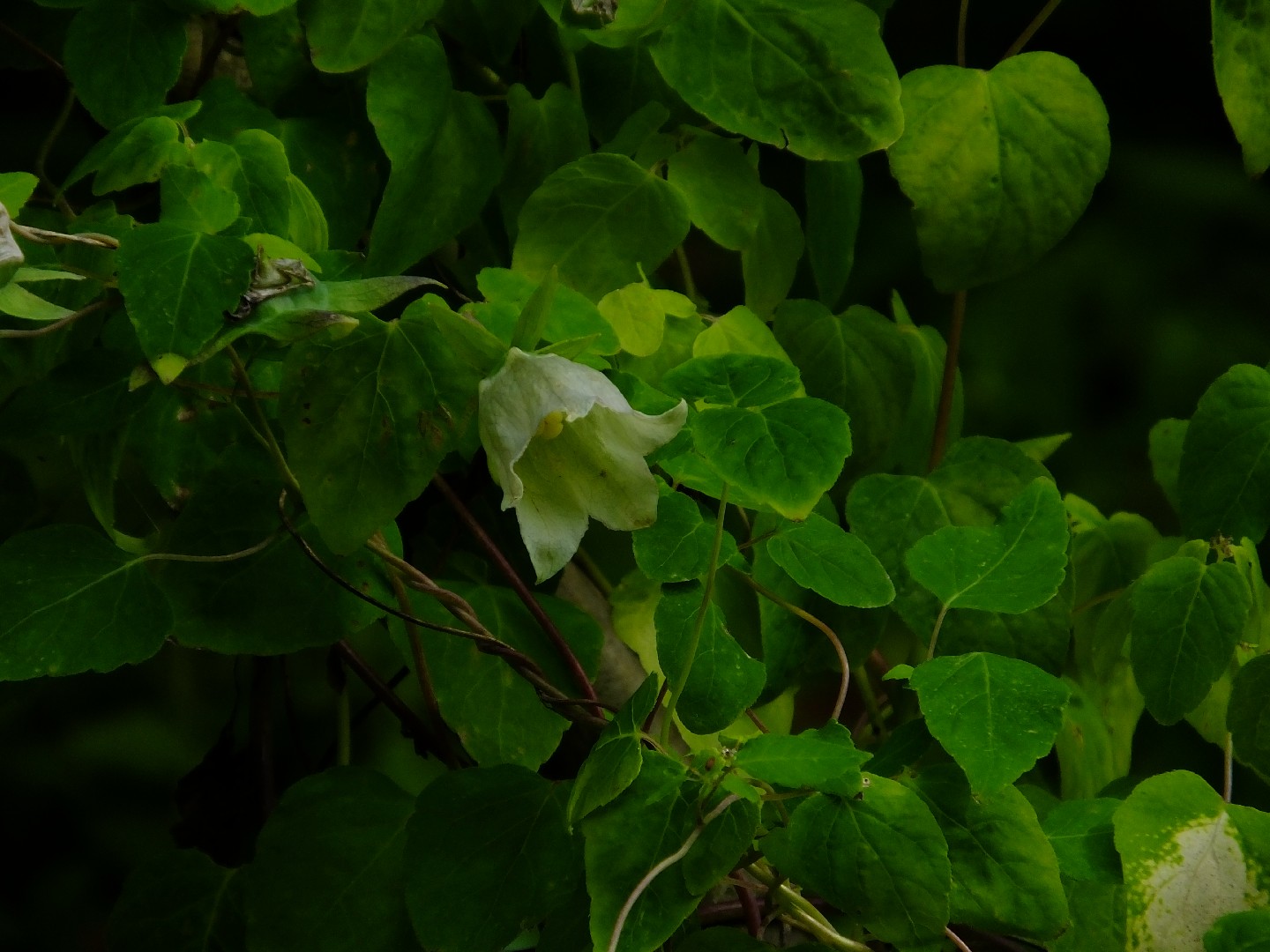 Codonopsis pilosula subsp. tangshen - PictureThis