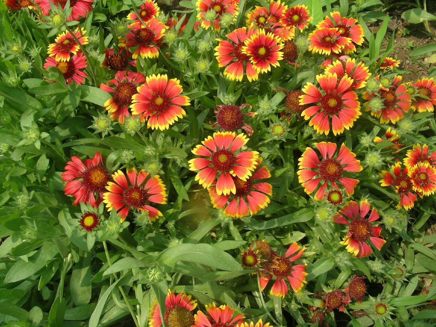 Indian blanket (Gaillardia pulchella) Flower, Leaf, Care, Uses ...