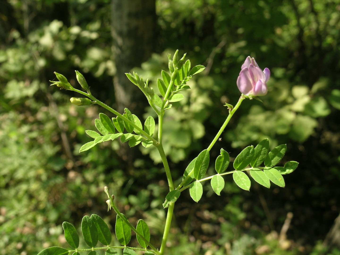 Phyllolobium chinense - PictureThis