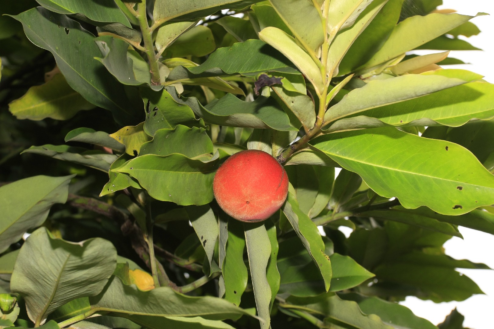 Diospyros discolor - PictureThis