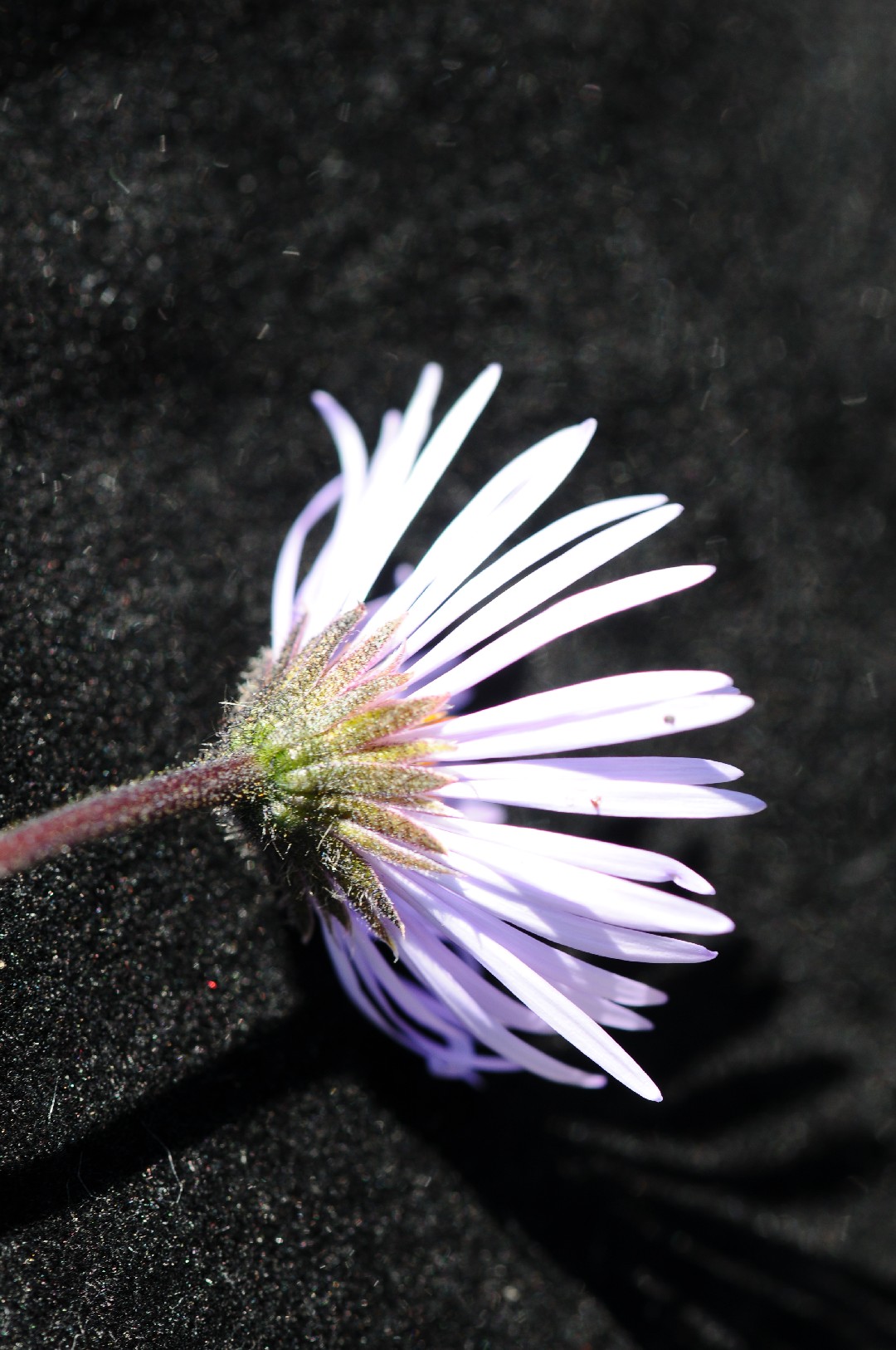 Aster asteroides - PictureThis