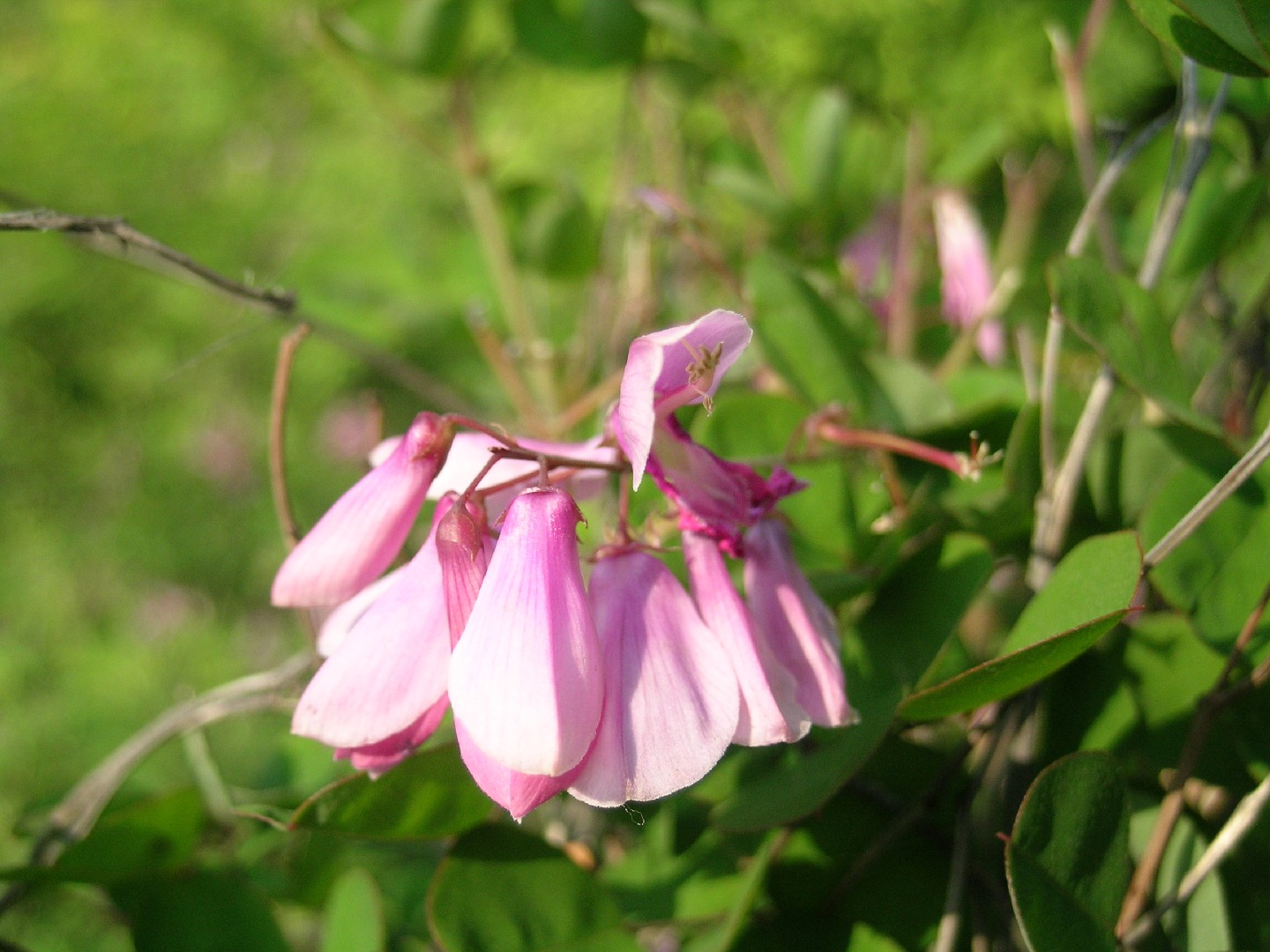 Indigofera (Indigofera) Flower, Leaf, Care, Uses - PictureThis