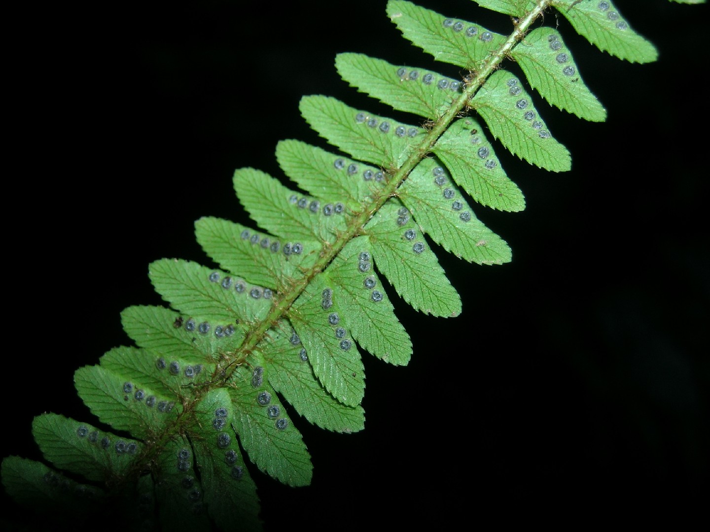 christmas dagger (Polystichum) Flower, Leaf, Care, Uses - PictureThis