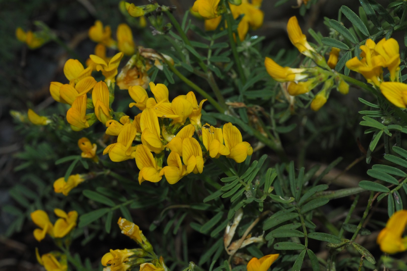 Hippocrepis balearica Flower, Leaf, Care, Uses - PictureThis