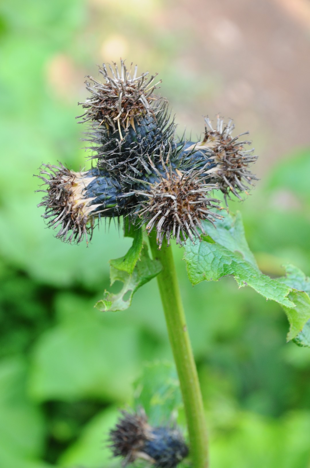 Saw-worts (Aucklandia) Flower, Leaf, Care, Uses - PictureThis
