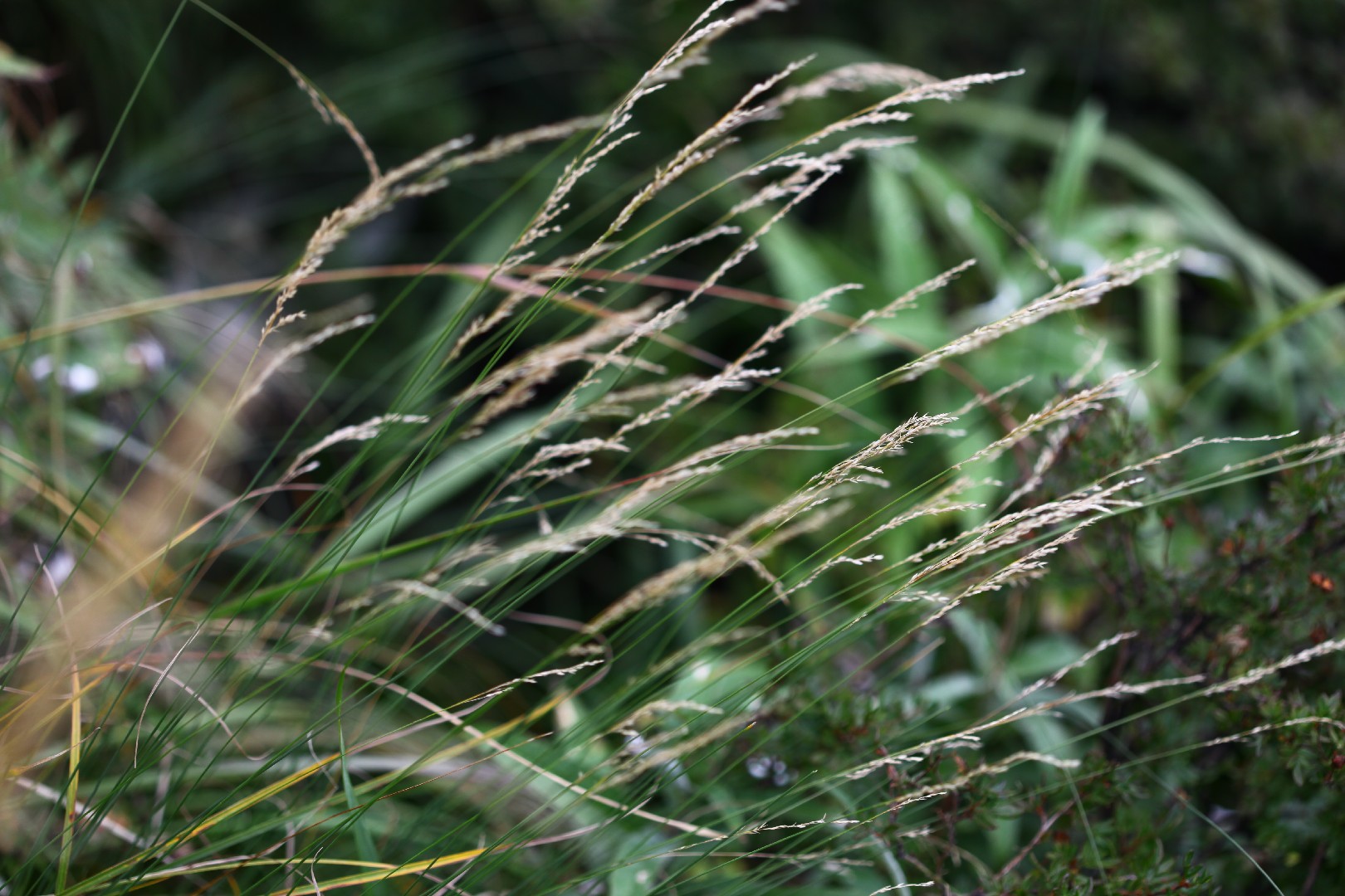 Poa sphondylodes Flower, Leaf, Care, Uses - PictureThis