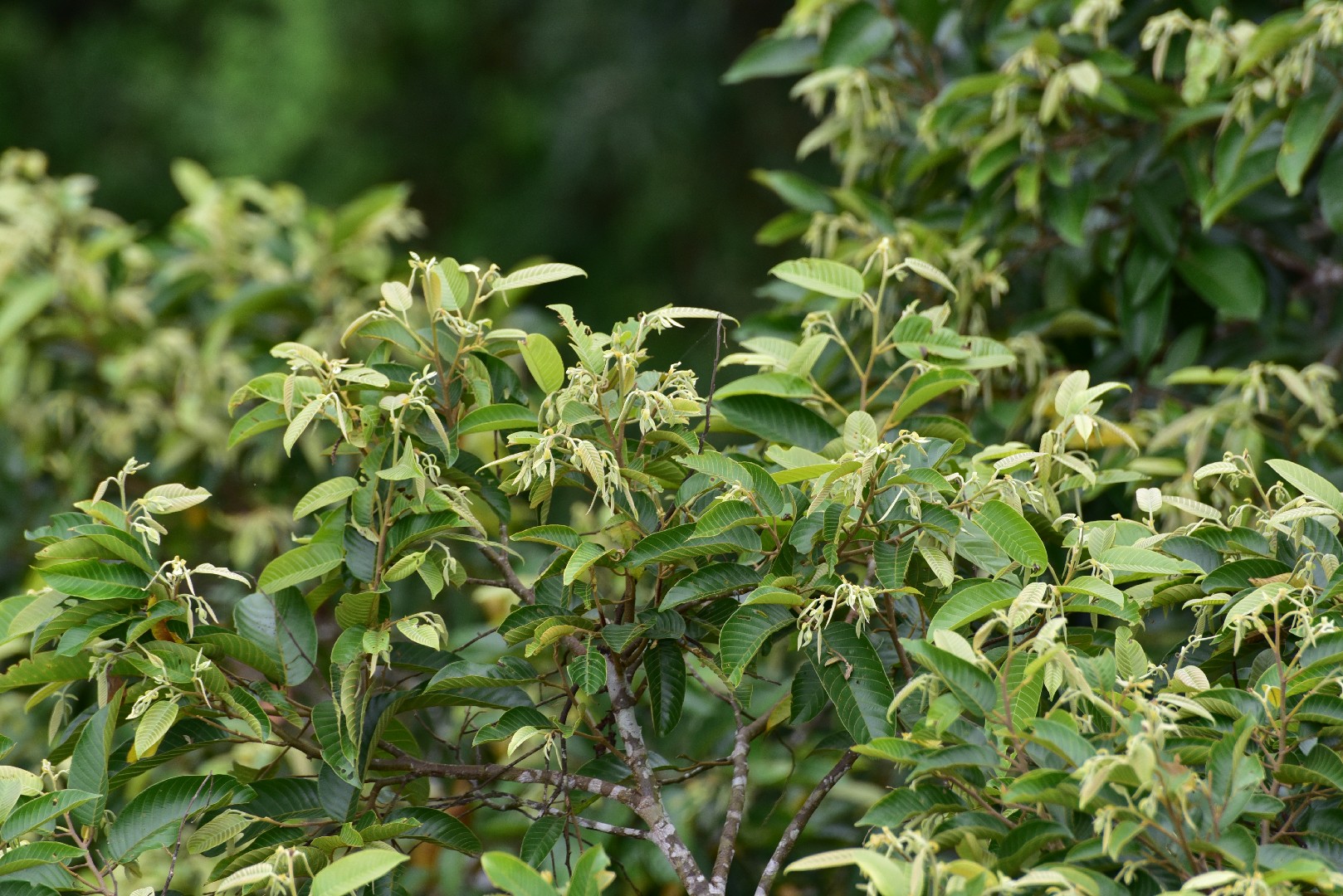 Lauan (Shorea) Flower, Leaf, Care, Uses - PictureThis