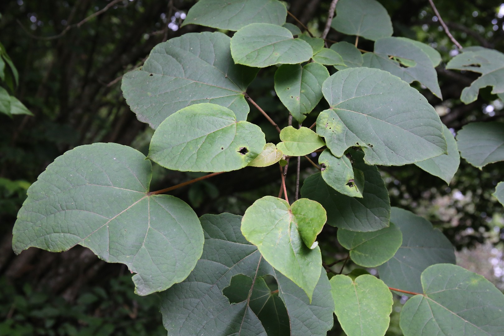 Idesia polycarpa var. vestita Flower, Leaf, Care, Uses - PictureThis
