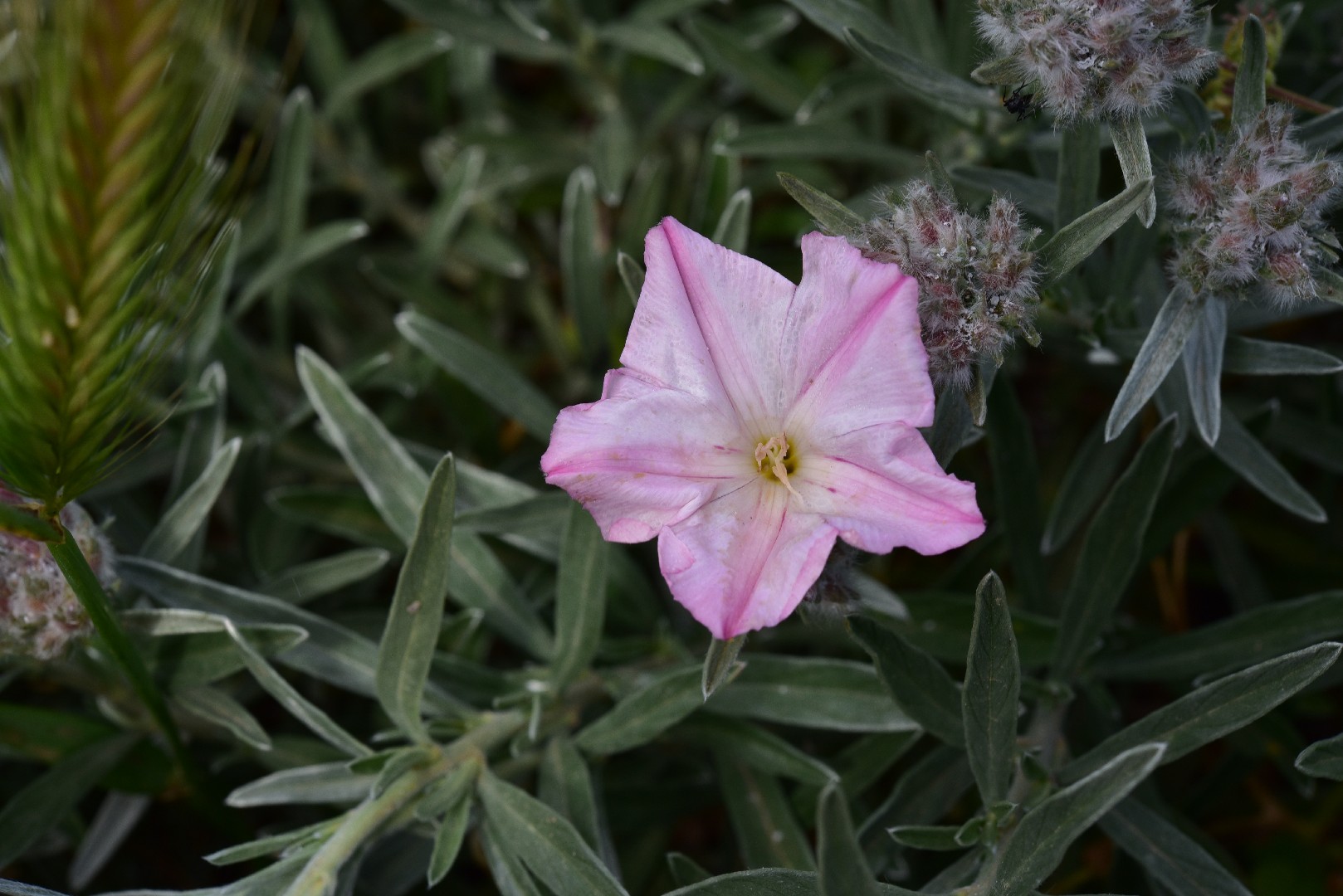 Calandsklokje (Convolvulus lineatus) - PictureThis