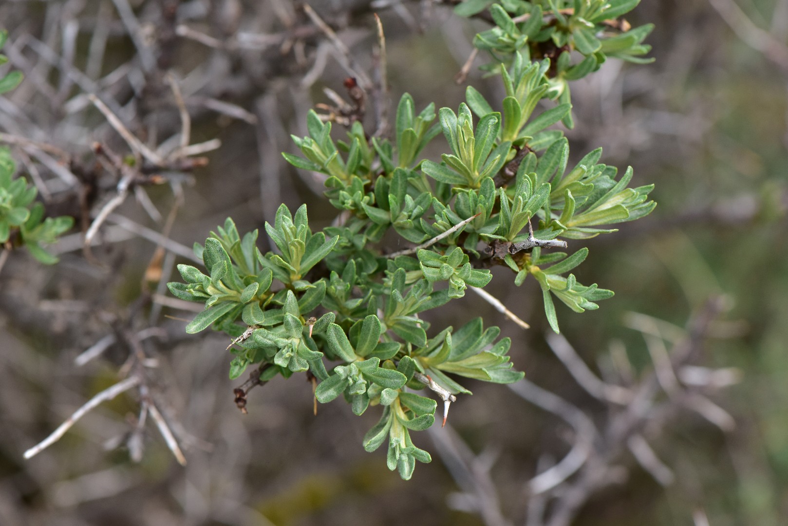 PictureThis - Hippophae rhamnoides subsp. sinensis