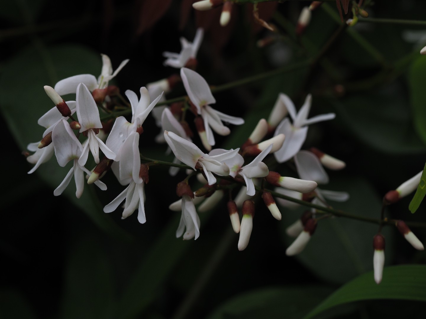 Derris fordii - PictureThis