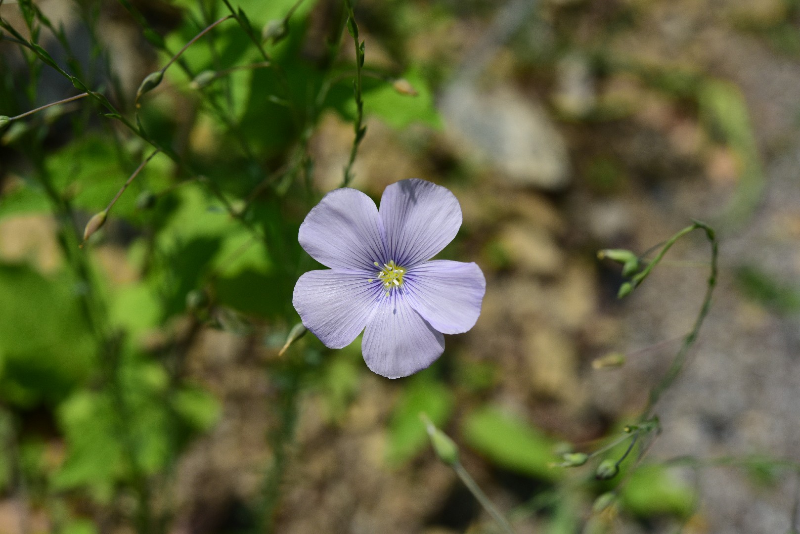 Österreichischer lein (Linum austriacum) - PictureThis