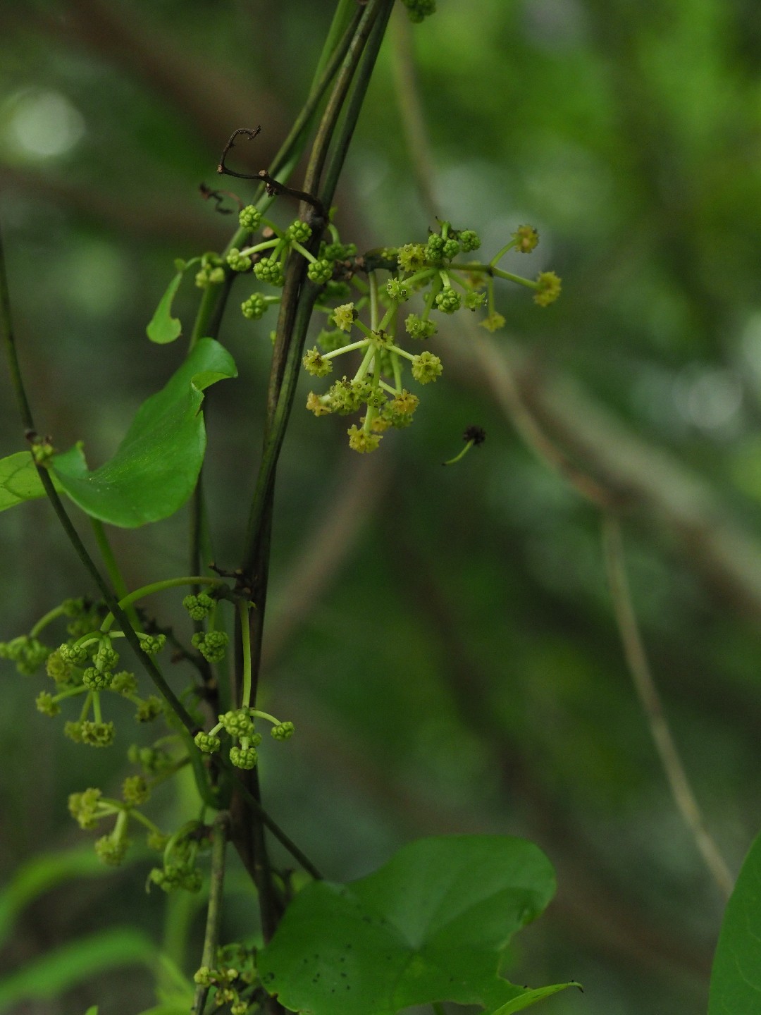 Stephania Flower, Leaf, Care, Uses - PictureThis