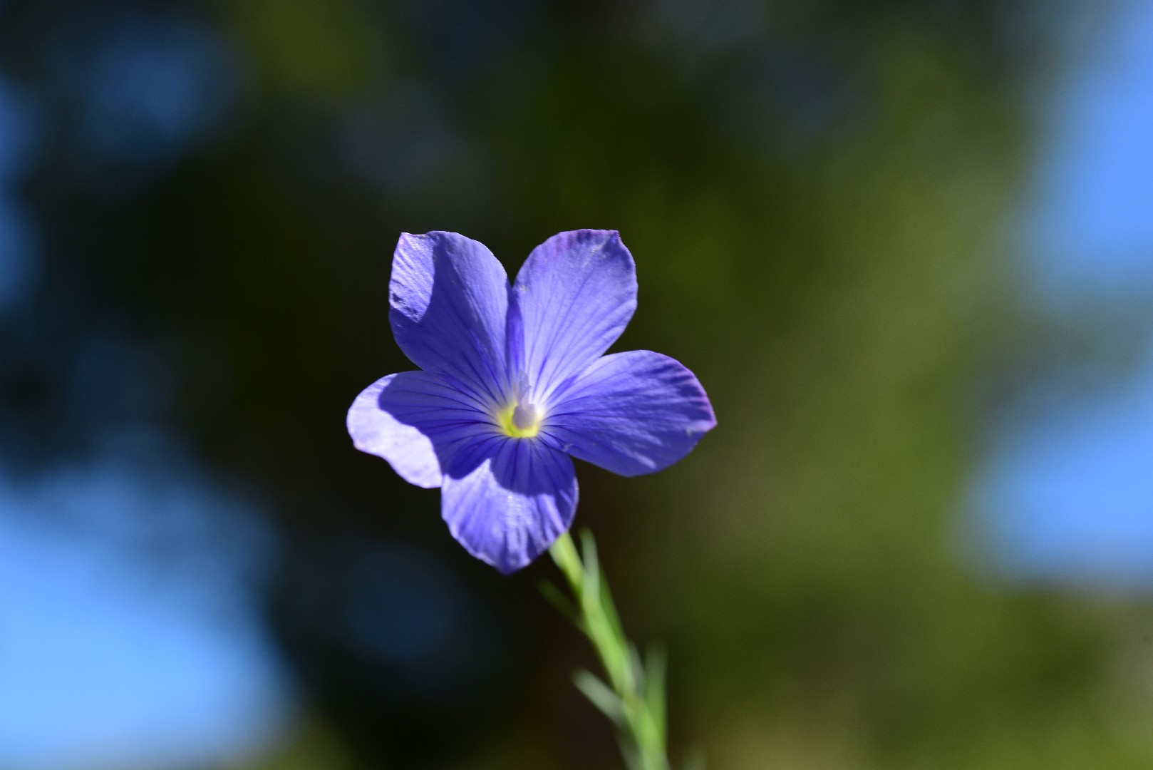 Linum narbonense - PictureThis
