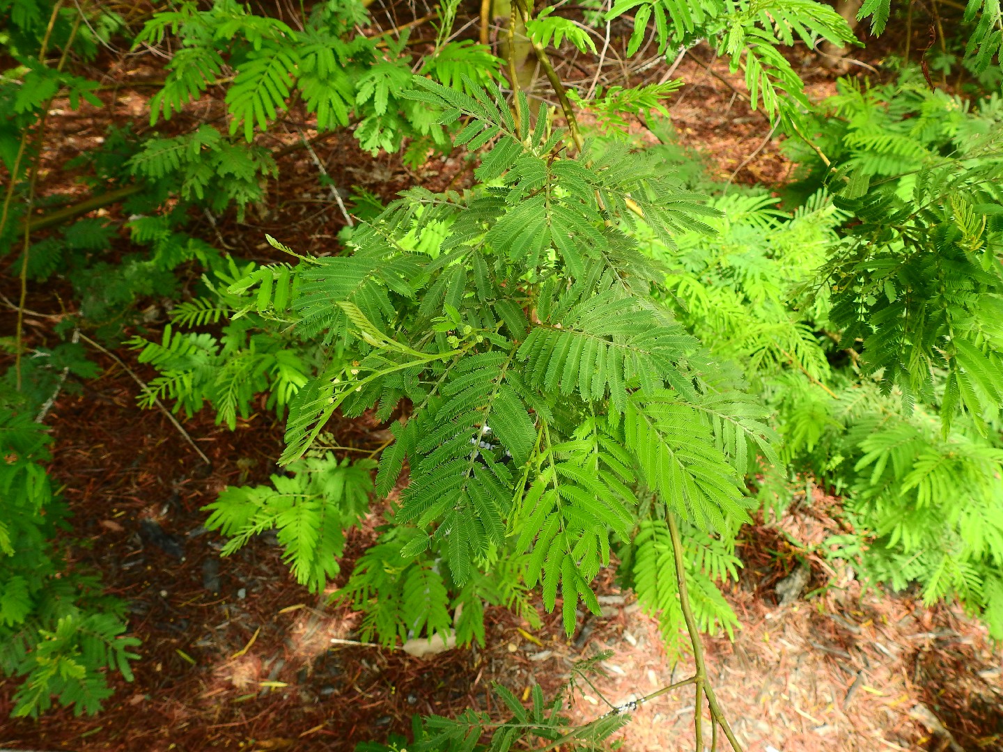 Acacias (Acacia) Flower, Leaf, Care, Uses - PictureThis