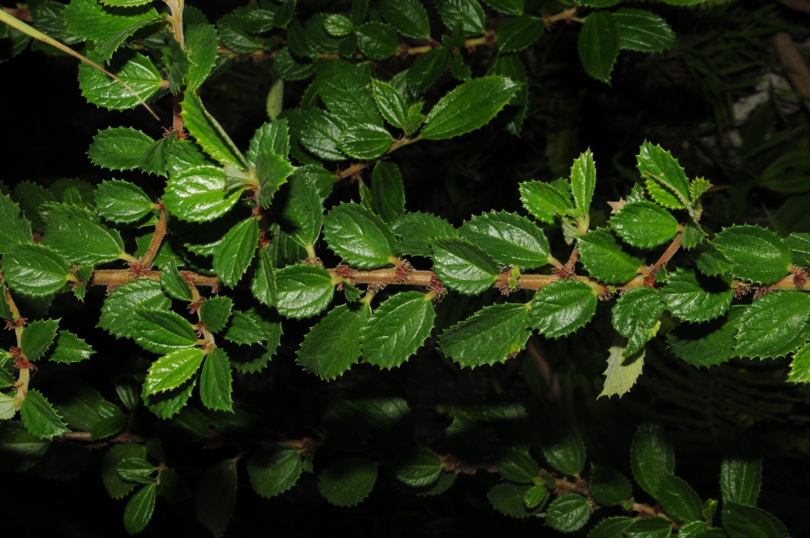 Pouzolzia Care (Watering, Fertilize, Pruning, Propagation) - PictureThis